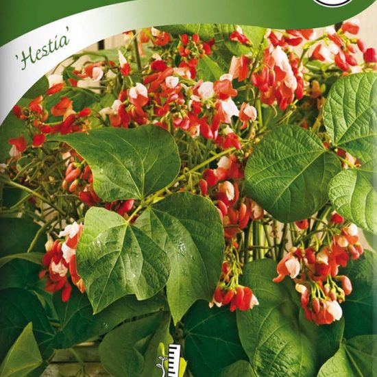 Ruusupapu, `Hestia` - Kukka- ja puutarhakauppa Lillukka
